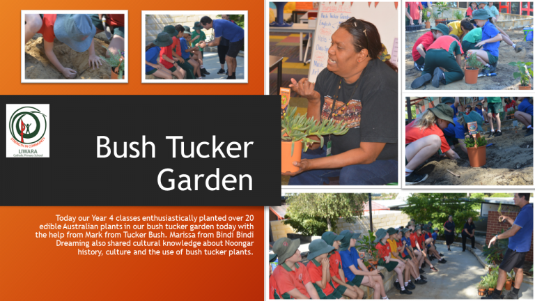 Bush Tucker Garden – Liwara