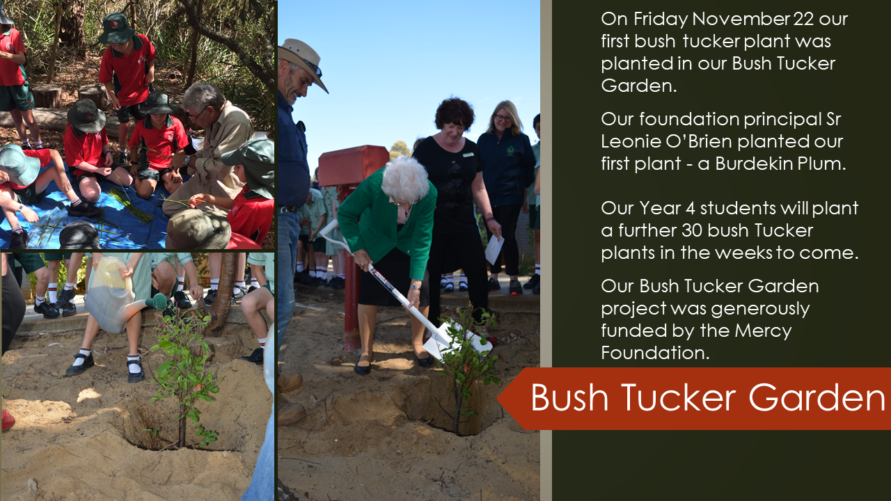 Bush Tucker Garden – Liwara